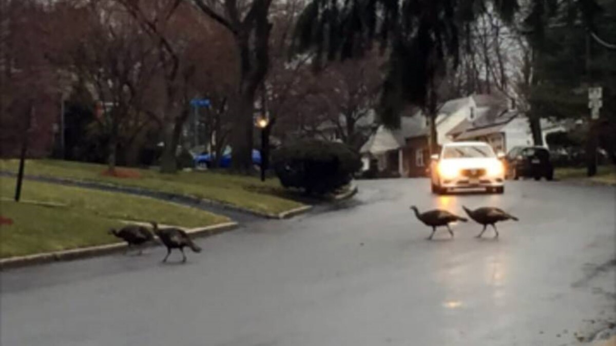 Wild Turkeys Terrorize New Jersey Town