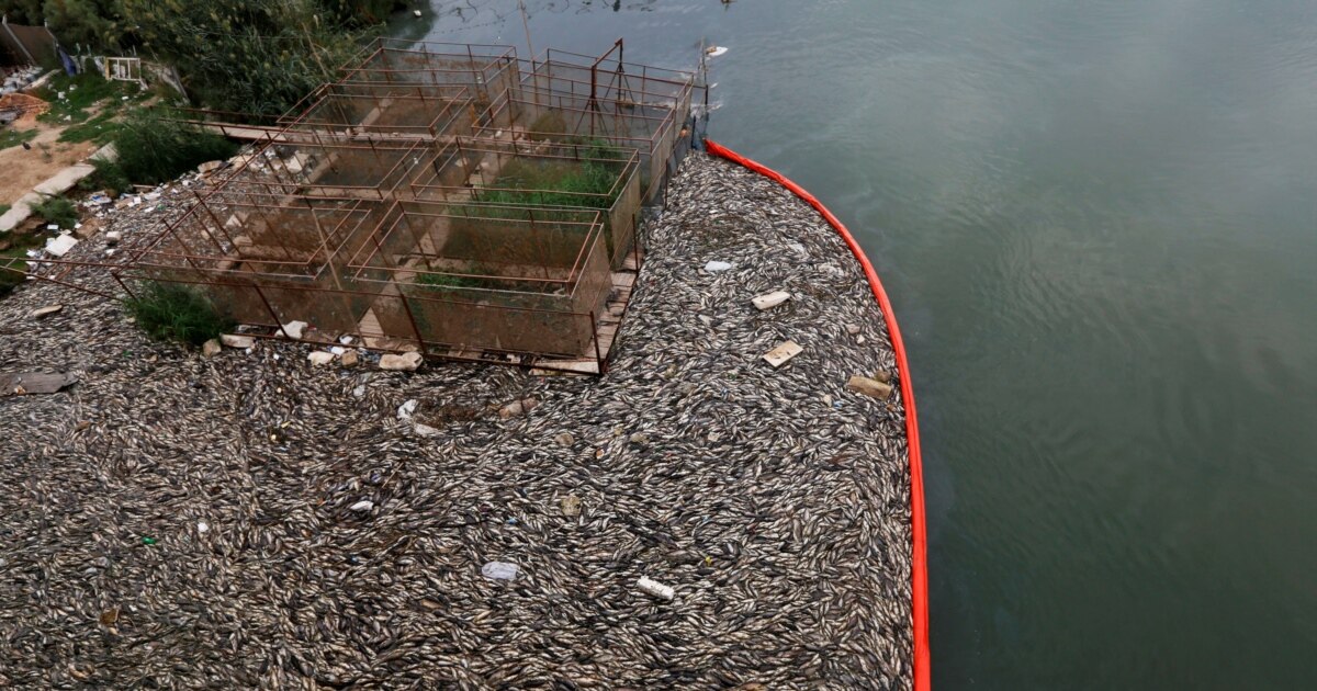 Iraq Fish Farmers Hit by Carp Deaths, Amid Fears Over Pollution