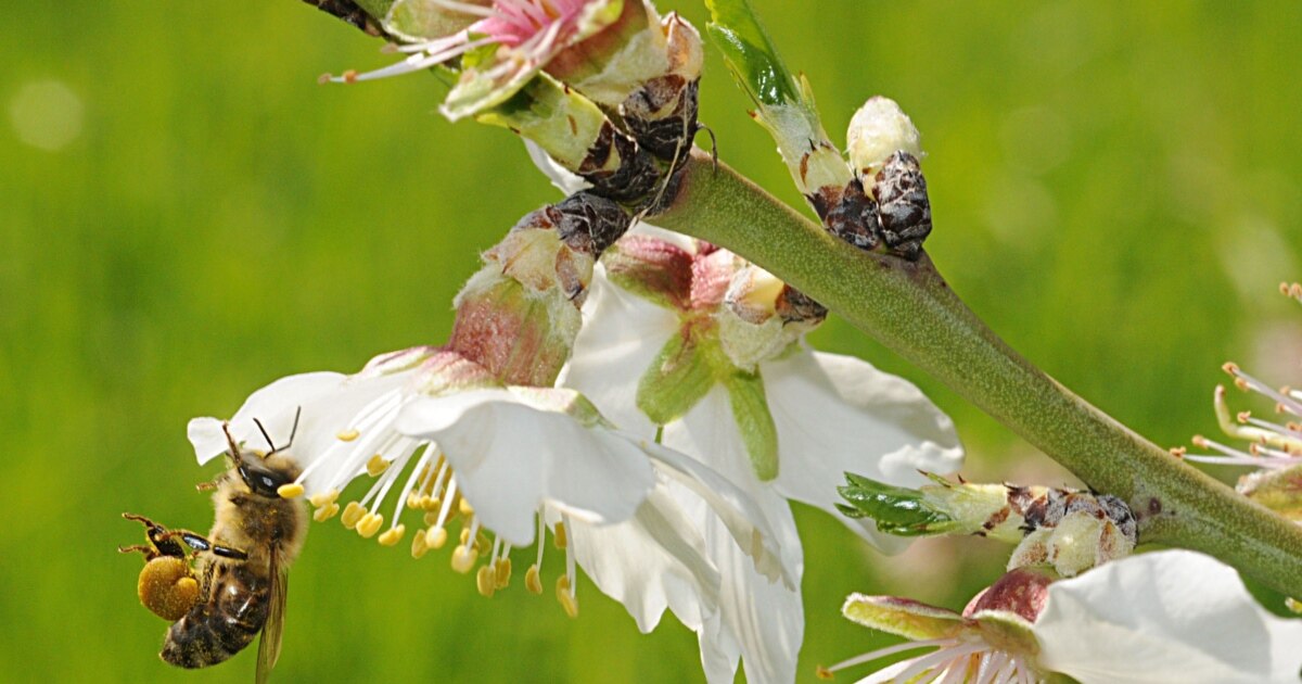 Where Have All the Bees Gone?