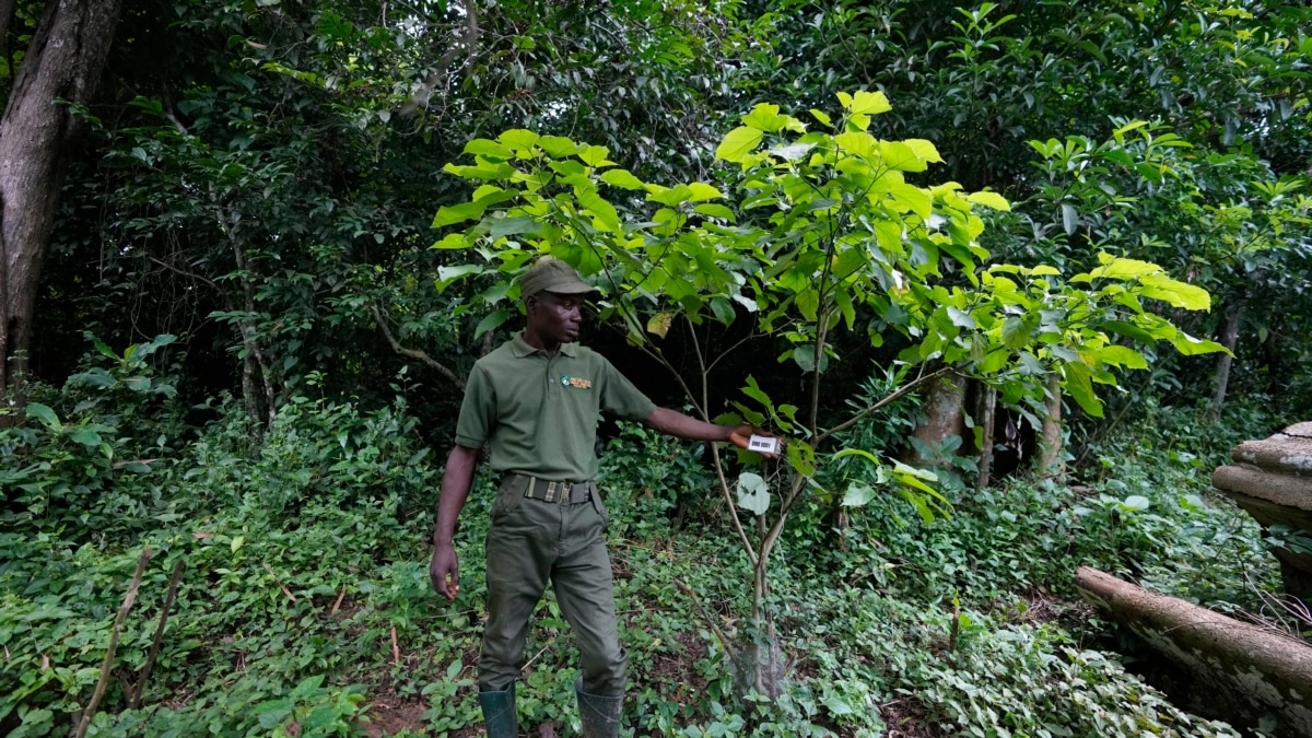Poachers Endanger Nigerian Forest and Its Animals