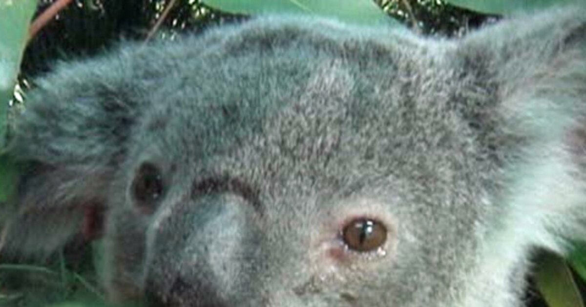 Koala AIDS Poses Increased Hazard to Australian Icon Already at Risk