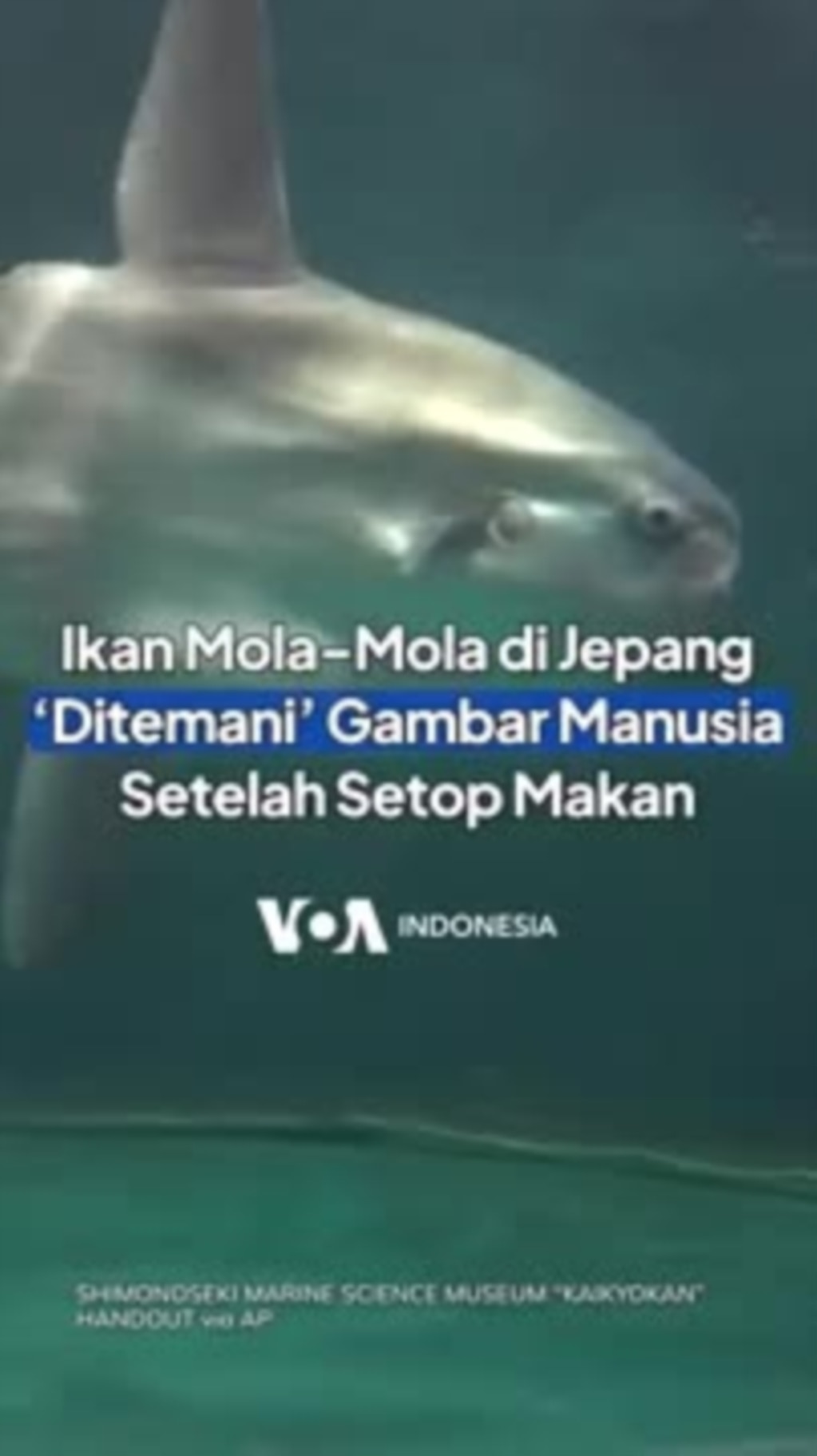 Mulai Setop Makan, Ikan Mola-Mola di Jepang Akhirnya 'Ditemani' Gambar Manusia