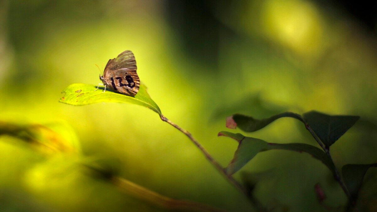 Butterfly on a Bomb Range: Endangered Species Act at Work