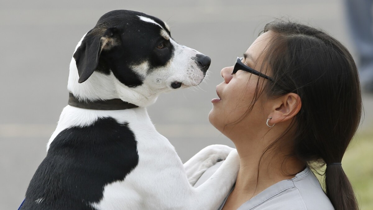 Quiz - Study: Negative Dog Training Methods Can Cause Long-Term Harm