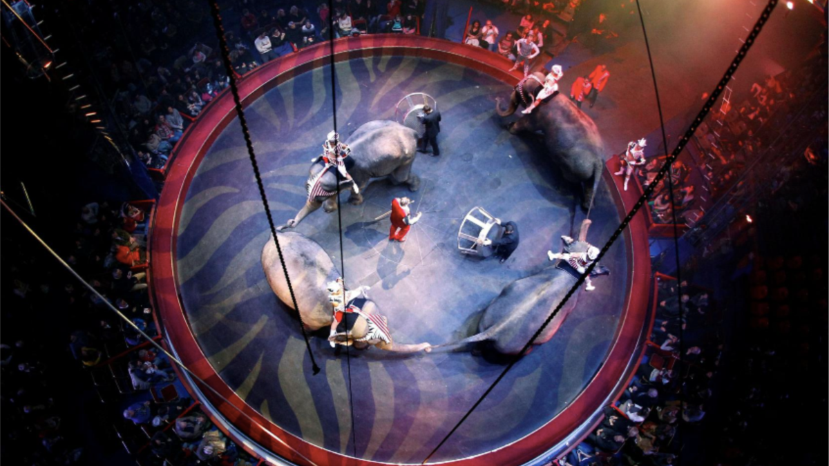 France to Ban Wild Animals from the Circus