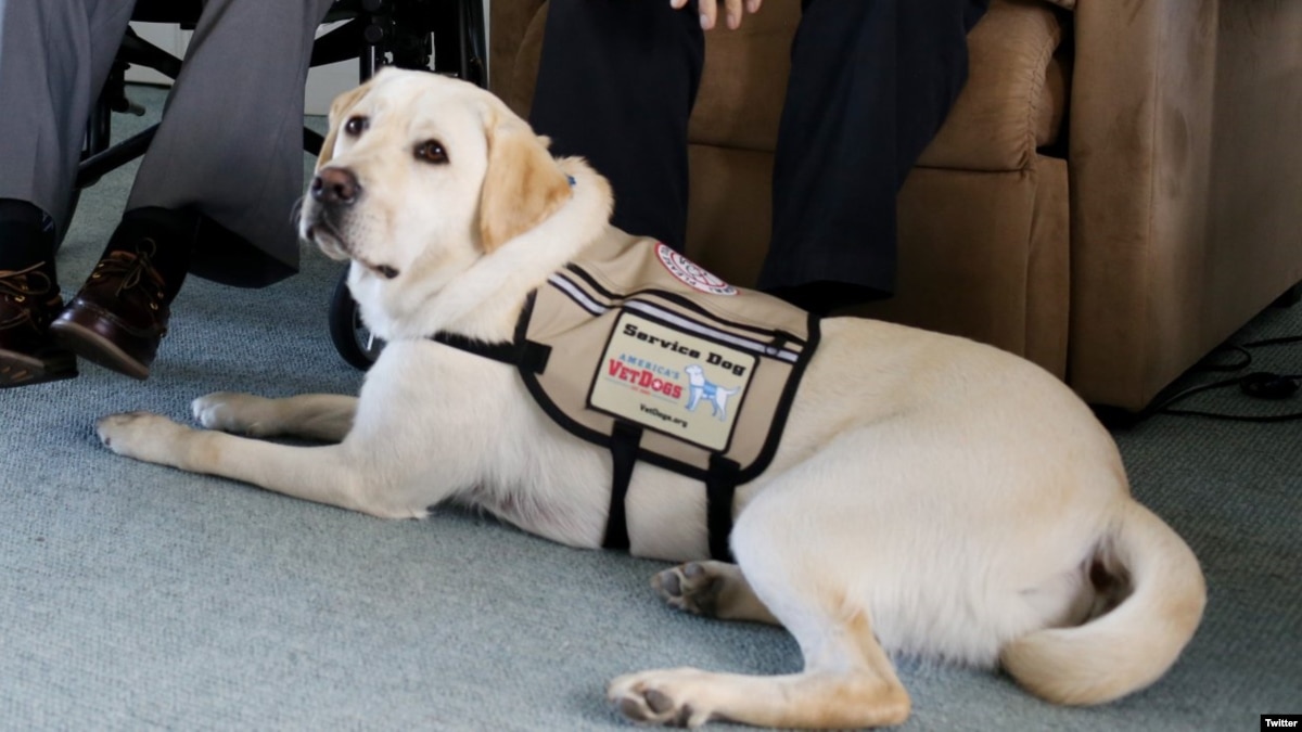 Former President Bush Gets a Service Dog Named 'Sully'