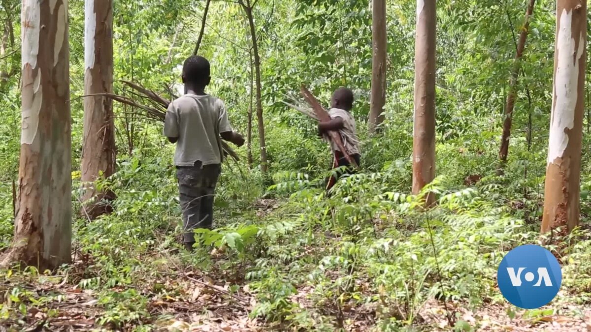 Sustainable Tree Farming Means Better Lives for Kenyan Farmers