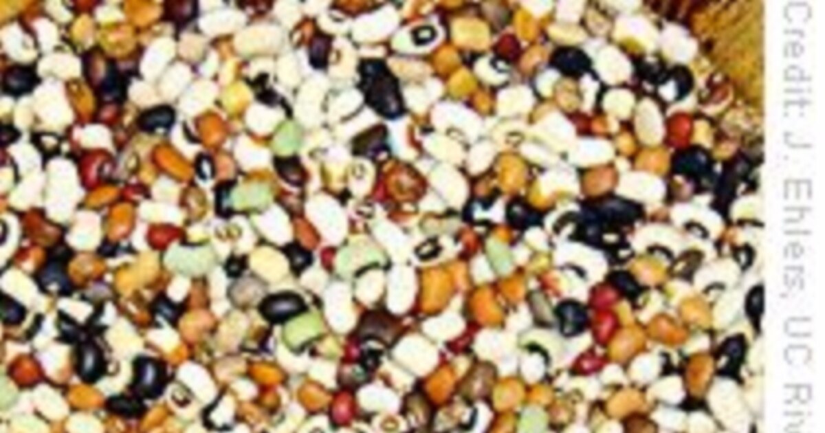 Scientists Discover Surprises in New Map of Cowpea Genome