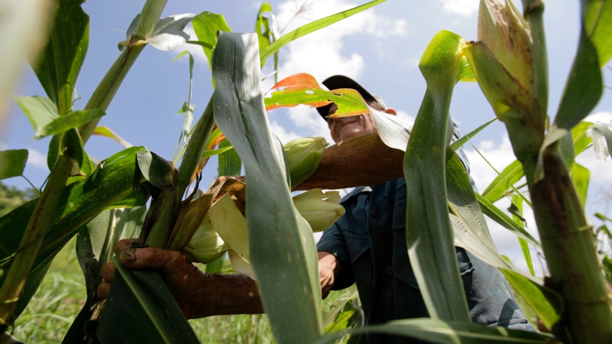 Death of Castro Could Free Cuba to Produce Biofuels