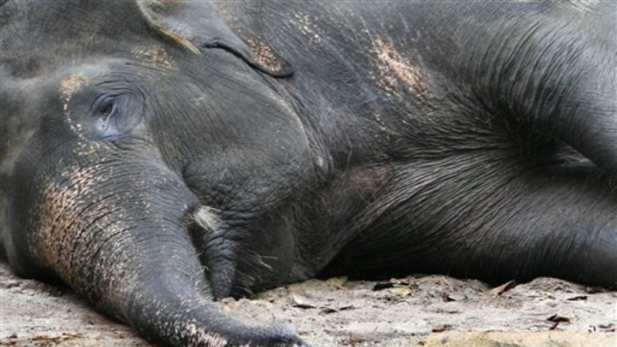 Gajah Liar di Vietnam Terancam Punah Akibat Perburuan Liar