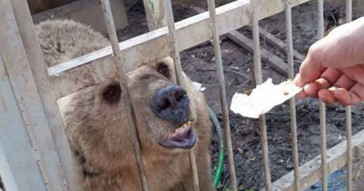 Rescue Group Takes Food, Water to Lion, Bear in Mosul's Abandoned Zoo