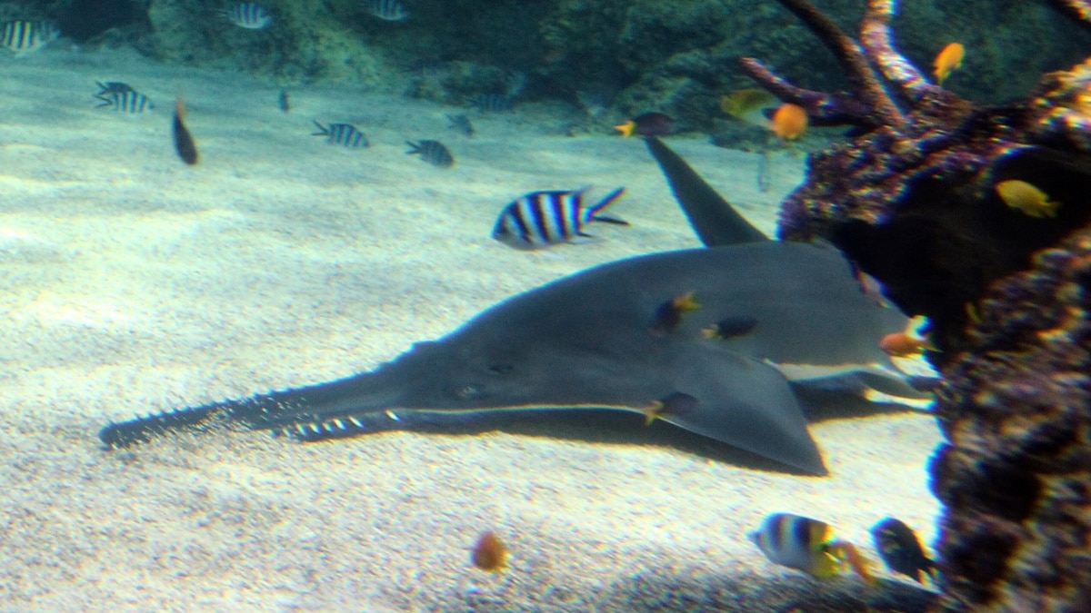 Australia Leading Race to Save Endangered ‘Hedge-Trimmer’ Fish