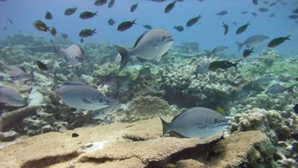 How Overfishing Threatens Asia's Wild Fish Stocks