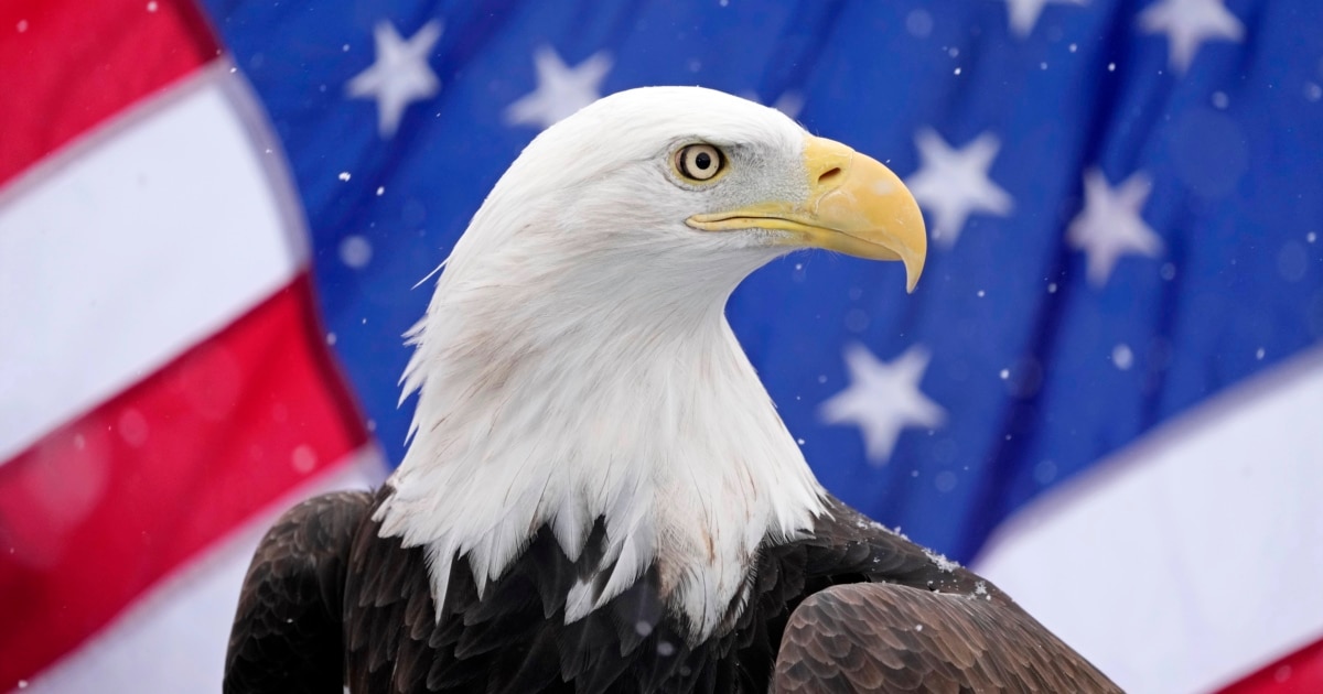 Biden firma proyecto de ley que convierte oficialmente al águila calva ...