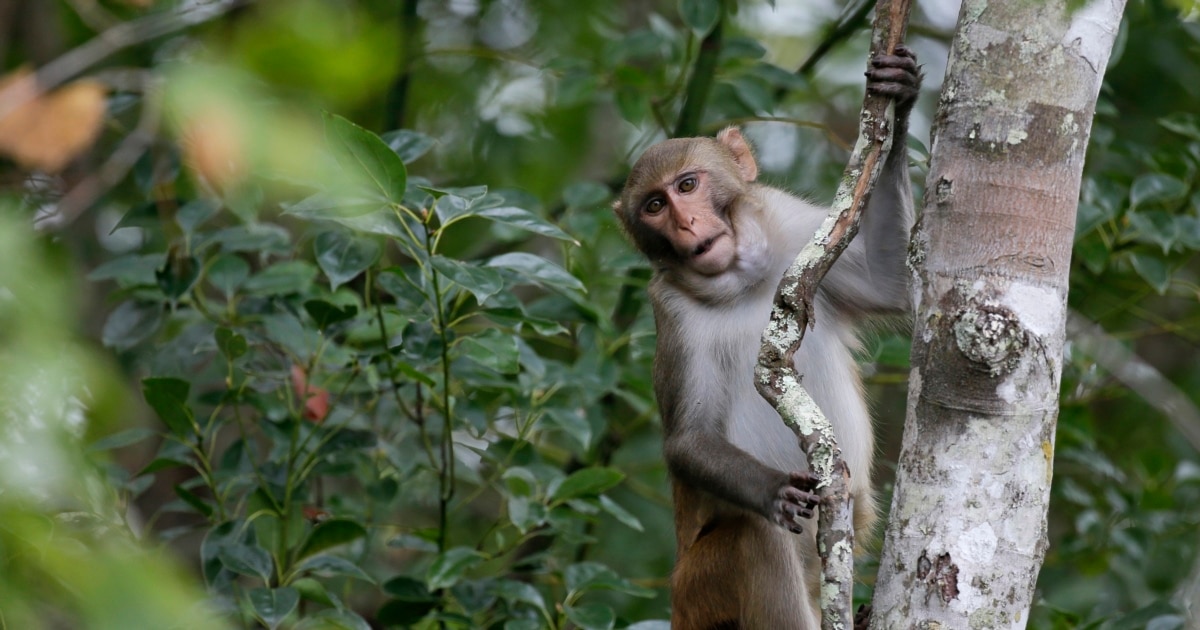 Last Four Monkeys Return to ‘Monkey Farm’ in South Carolina