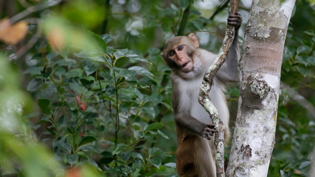 Last Four Monkeys Return to ‘Monkey Farm’ in South Carolina