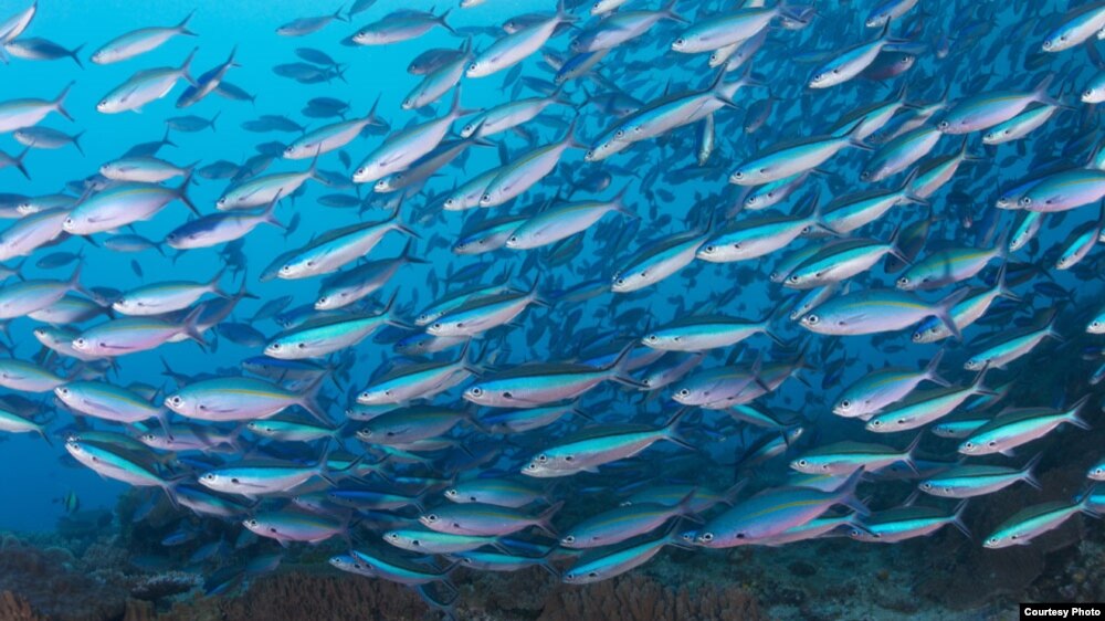 WWF: Ocean Fish Numbers on 'Brink of Collapse'