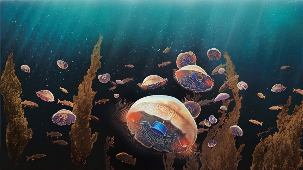 Scientists Make Jellyfish Faster