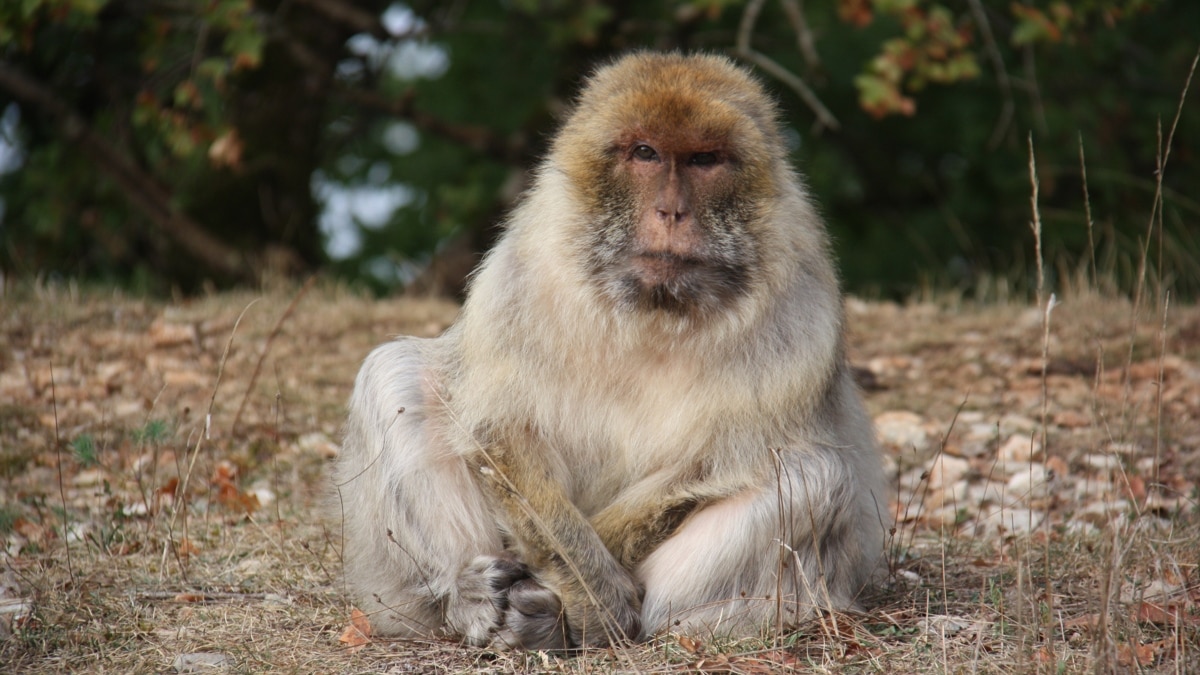 Le Maroc veut sauver le singe magot