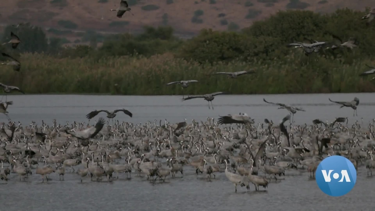 Mass Bird Migrations Pose Unique Challenge for Israeli Air Force