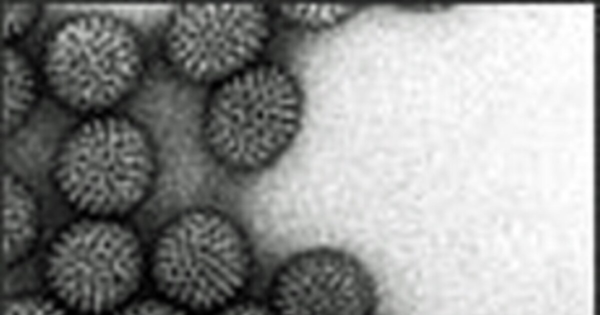 Rotavirus Vaccine Trials Successful; Researchers Call for Global ...
