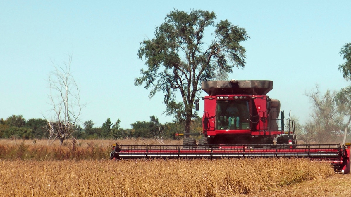 South Dakota Farmers to Plant More Corn, Less Soybeans