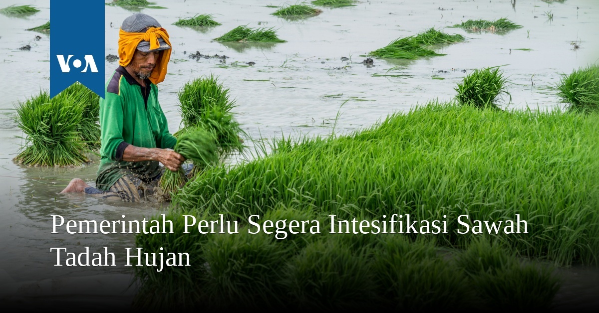 Pemerintah Perlu Segera Intensifikasi Sawah Tadah Hujan