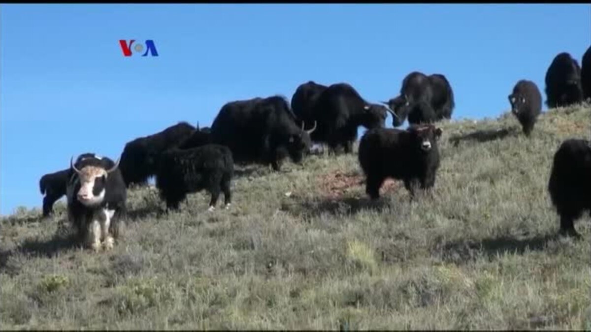 Peternakan Yak Tibet di Pegunungan Colorado