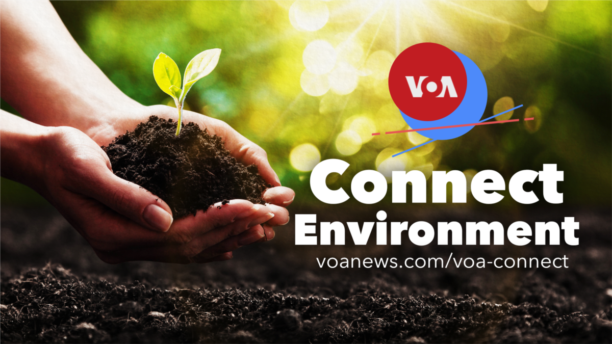 Connect environment - Articles - Voice of America (VOA News)