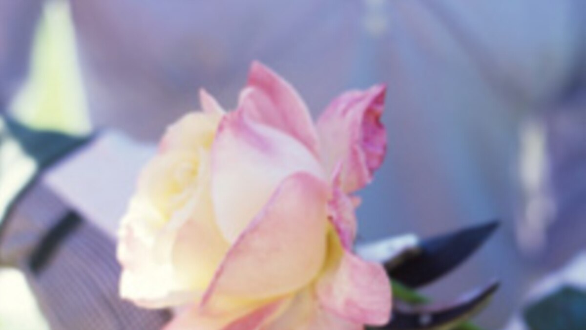 In the Garden: Getting Started With Roses