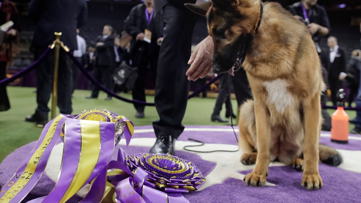 Rumor the German Shepherd Wins Best in Show at Westminster