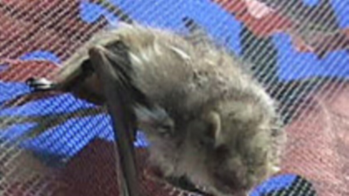 Ecologist and Rehabilitator Educates on the Benefits of Bats