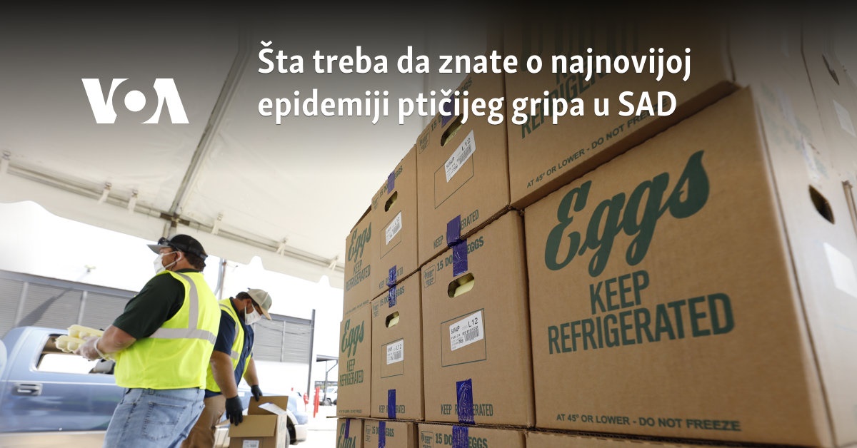 Šta treba da znate o najnovijoj epidemiji ptičijeg gripa u SAD
