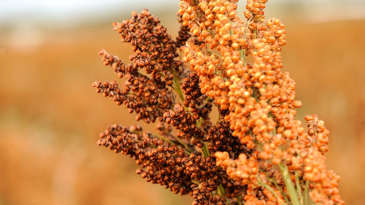 Genetic Signatures Identify Crop Varieties Best Able to Withstand Stress