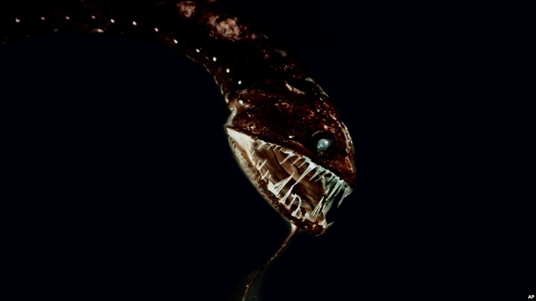 Deep Sea Dragonfish
