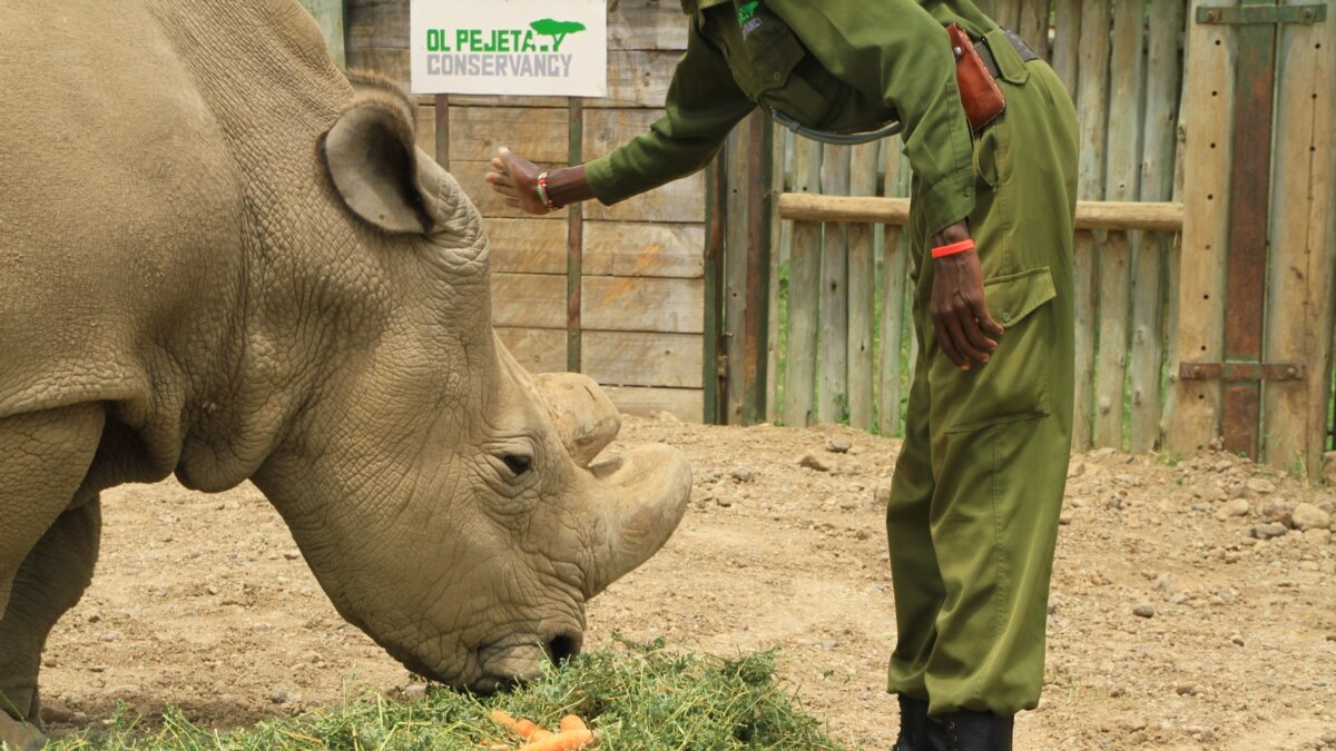 High-Level Elephant Anti-Poaching Summit Convenes in Kenya