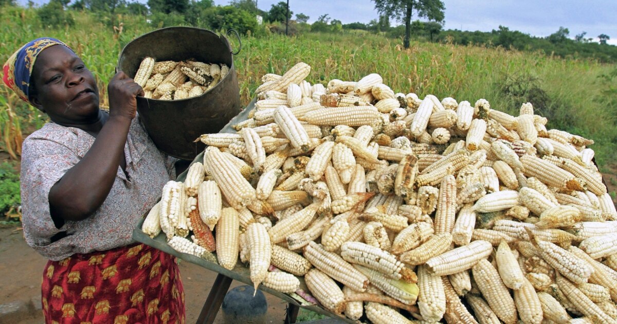 FAO Hopeful for Zimbabwe's Agricultural Recovery