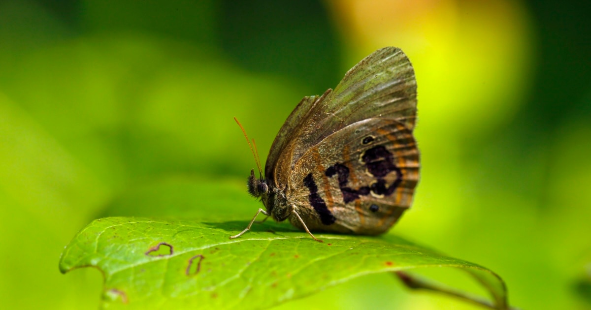 Endangered Butterfly Lives on Military Base