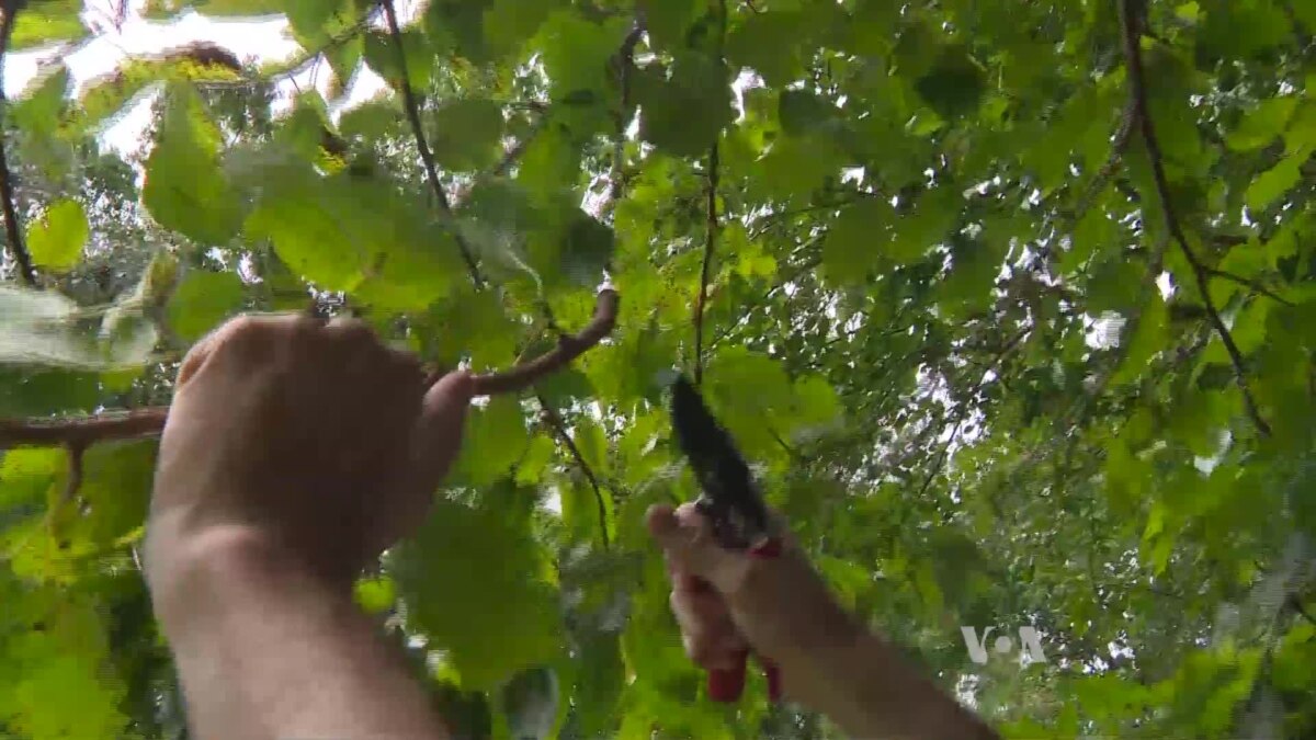 Artist Gives Invasive Plant Species New Life