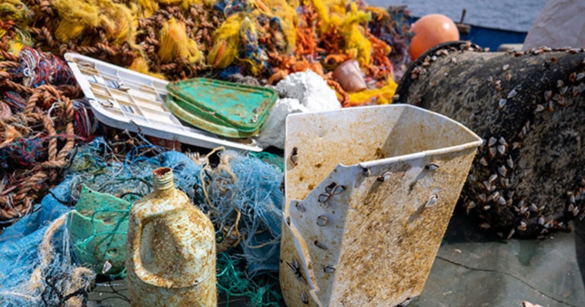 Study: Coastal Shellfish 'Colonize' Ocean Plastic