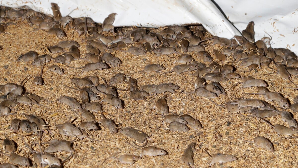 Destructive Mice Invade Parts of Australia