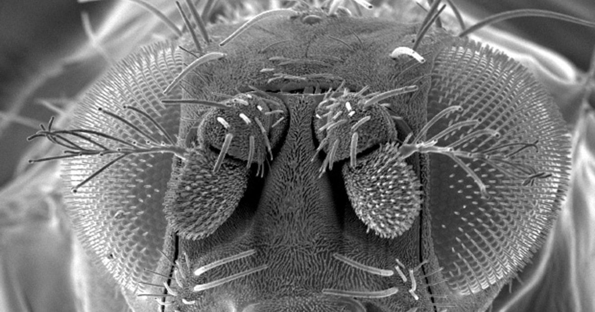 Scientists Map Fruit Fly Brain to Learn Its Functions