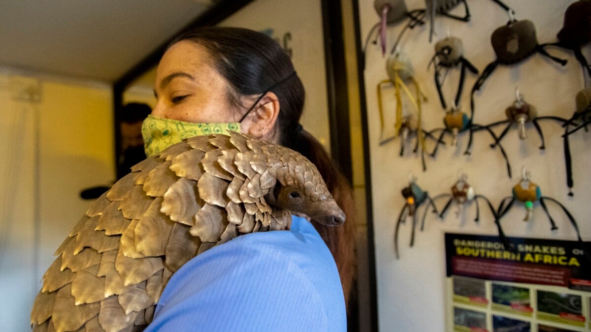 Volunteers Save Pangolins Rescued from Illegal Trade