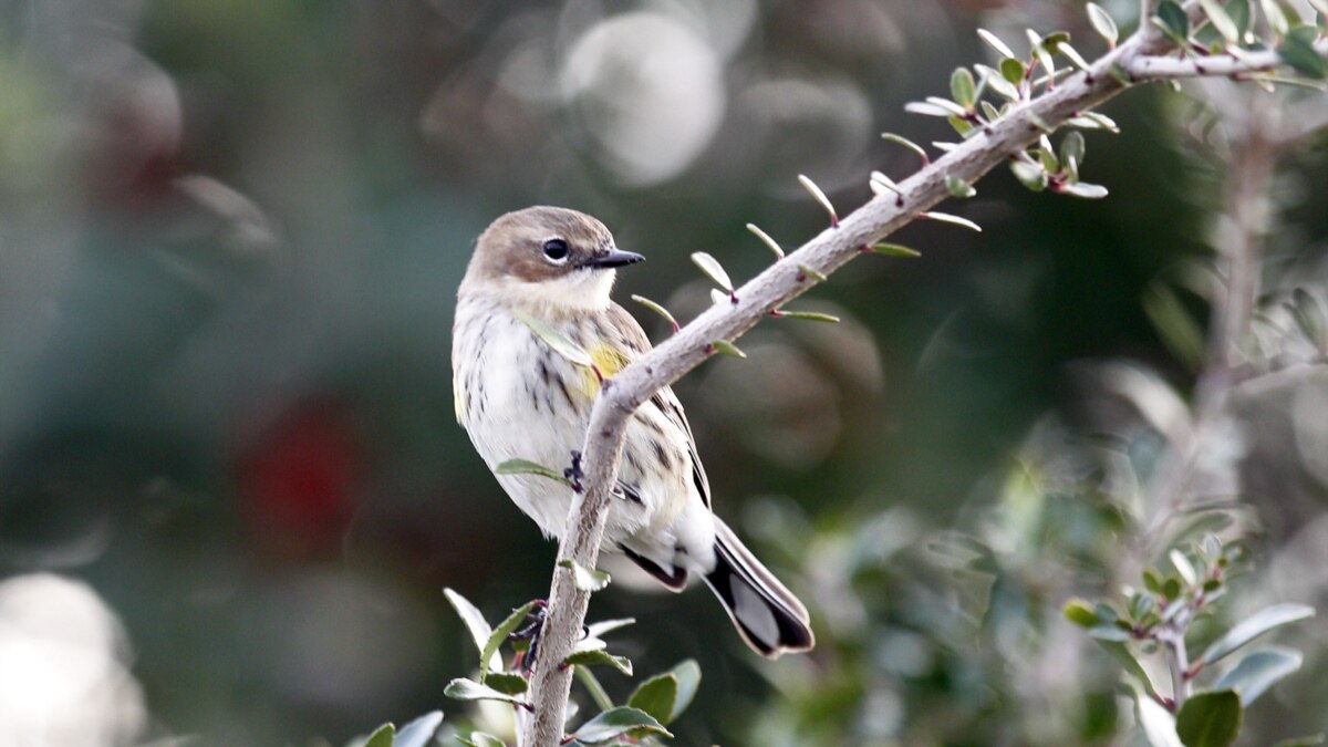 North American Birds' Bodies Shrinking, Wings Growing, Study Finds