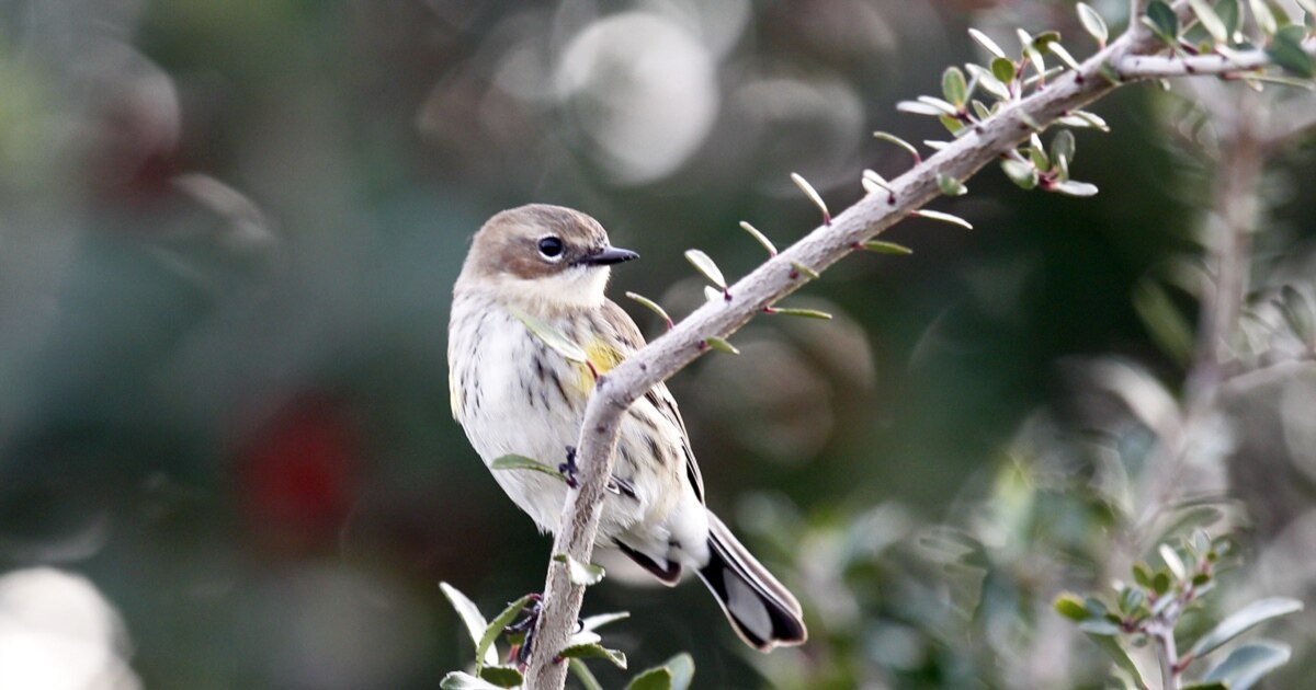 North American Birds' Bodies Shrinking, Wings Growing, Study Finds
