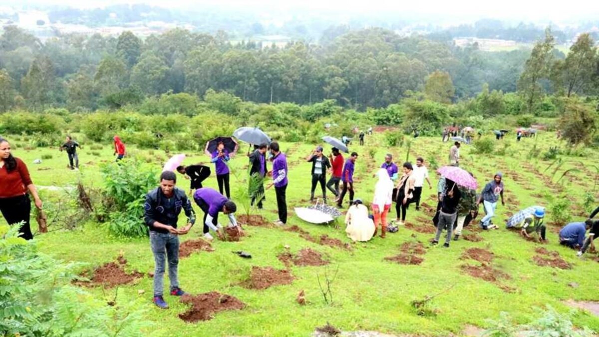 Biqiltuu dhaabuu fi dhiiga arjoomuun, lachanuu hojii lubbuu baraaruuf ...