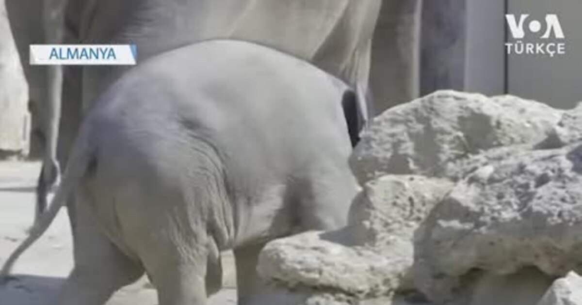 Yavru Fil Otto Büyüyor