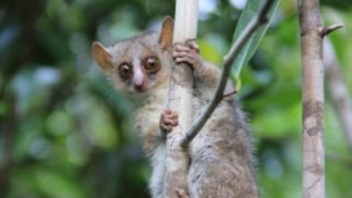 Descubren nuevas especies de lemures