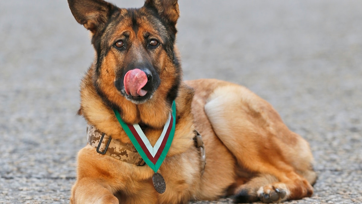 US Military Dog Awarded Top Honor for Bravery