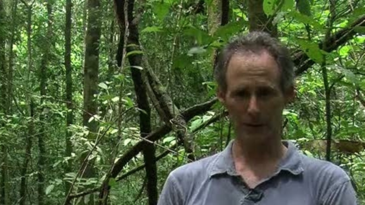 Bimët kacavjerrëse dhe rreziku i pyjeve tropikale